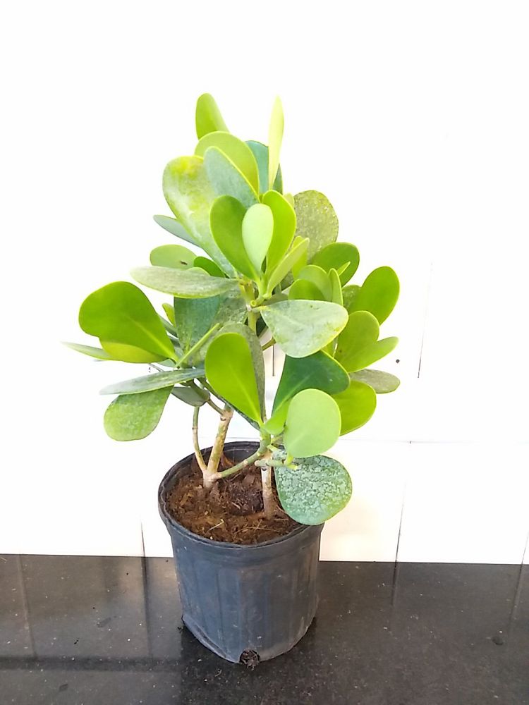 Clusia guttifera | PlantVine