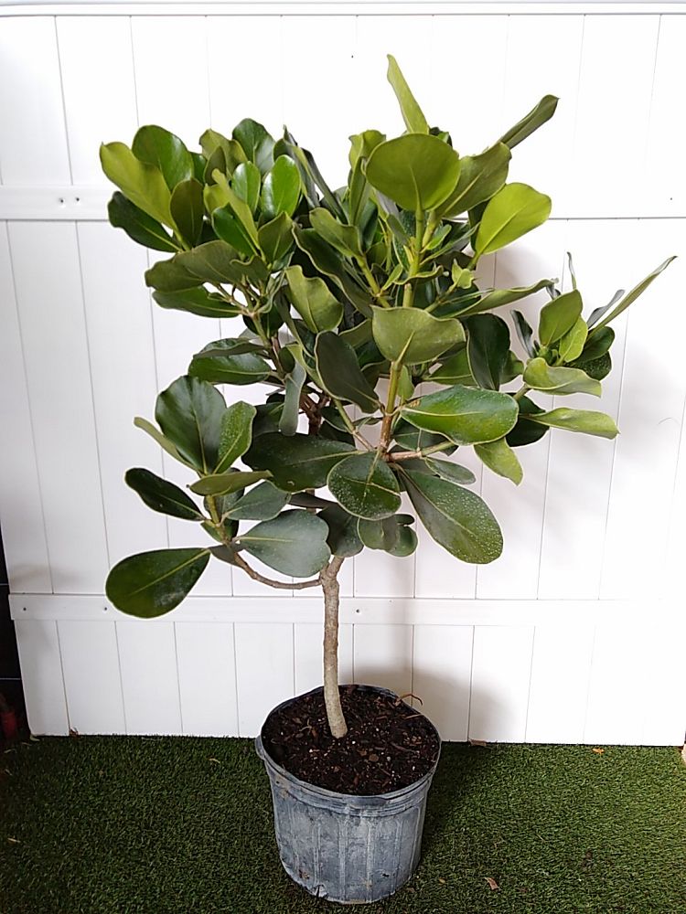 Clusia rosea | PlantVine