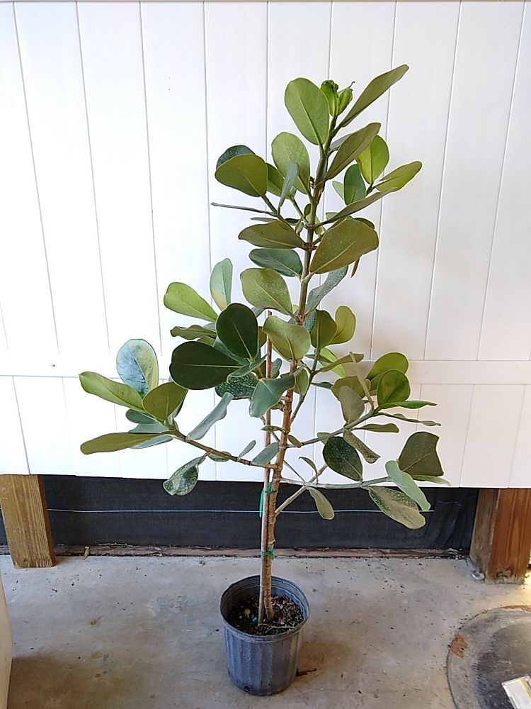 Clusia rosea, Pitch Apple, Autograph Tree | PlantVine