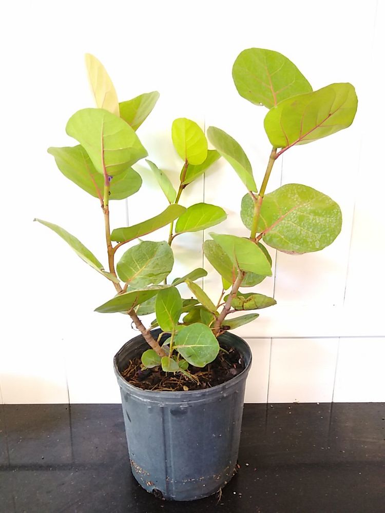 Sea Grape | PlantVine