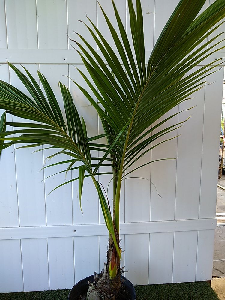 coconut tree indoor