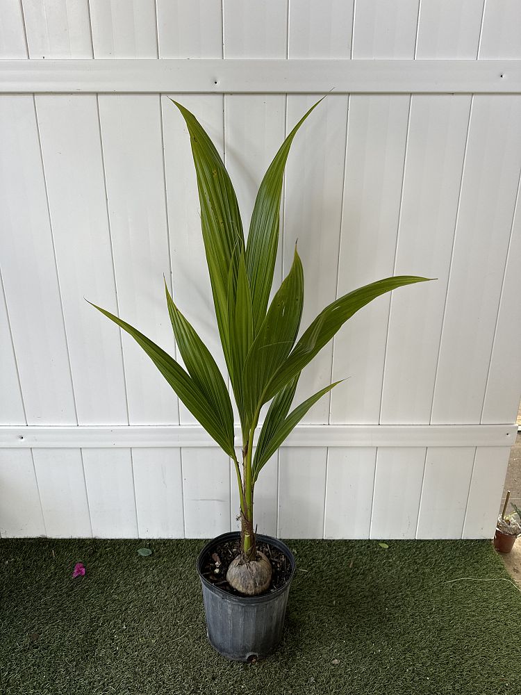Green Malayan Coconut Palm | PlantVine