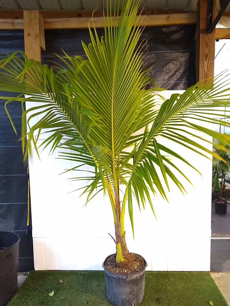 Green Malayan Coconut Palm | PlantVine