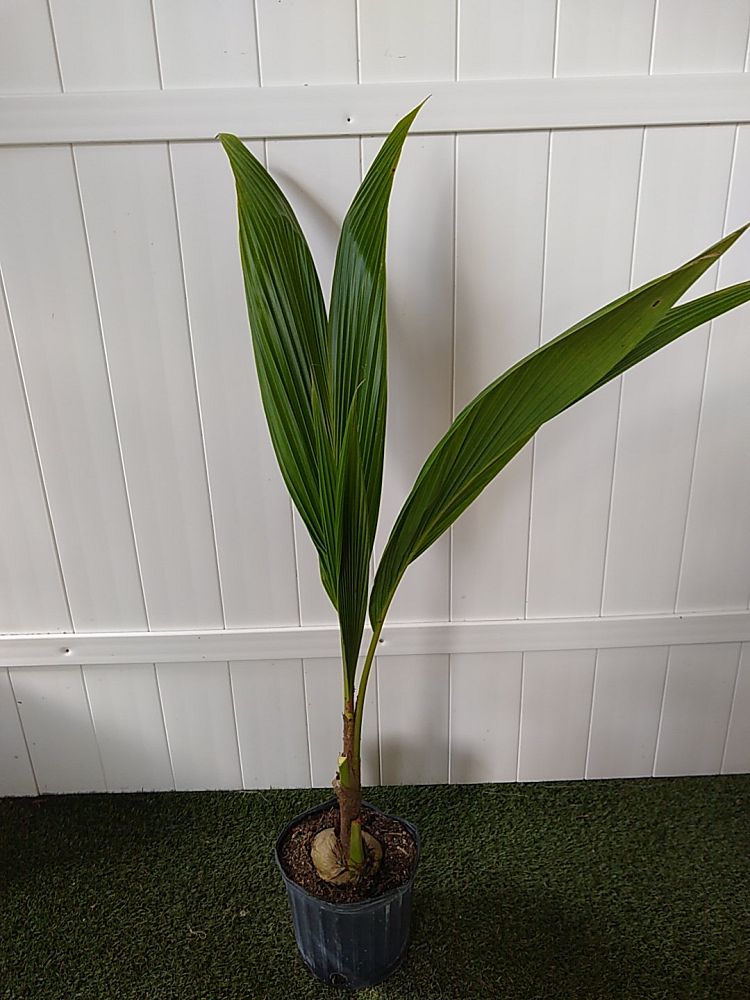 Green Malayan Coconut Palm | PlantVine