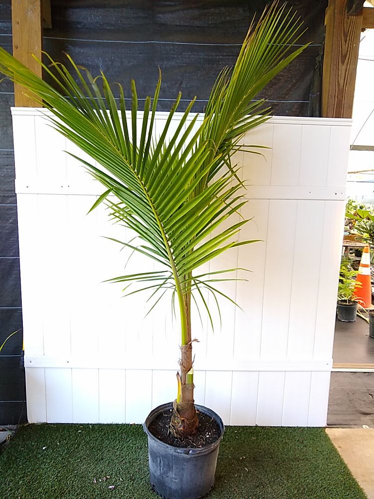 Green Malayan Coconut Palm | PlantVine