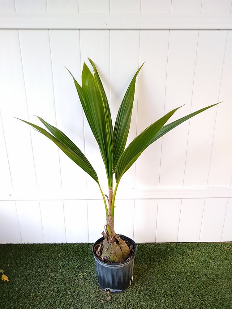 Green Malayan Coconut Palm | PlantVine
