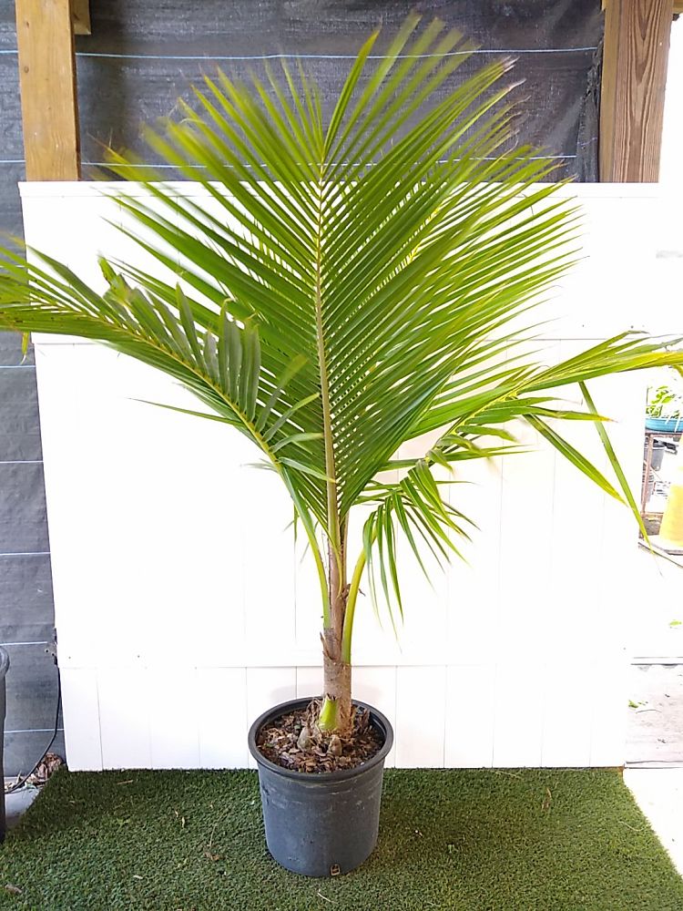 Green Malayan Coconut Palm | PlantVine