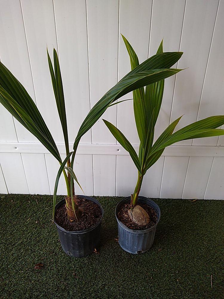Green Malayan Coconut Palm | PlantVine
