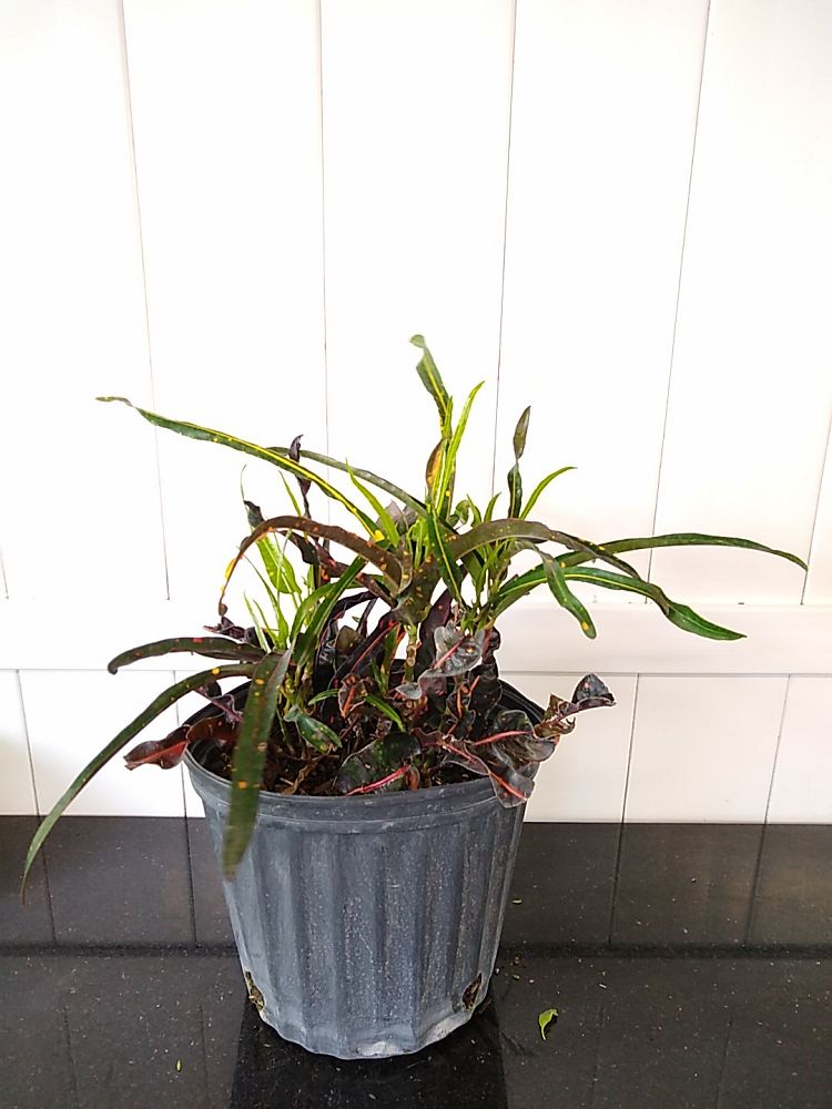 Codiaeum variegatum ‘Dreadlocks’, Croton | PlantVine