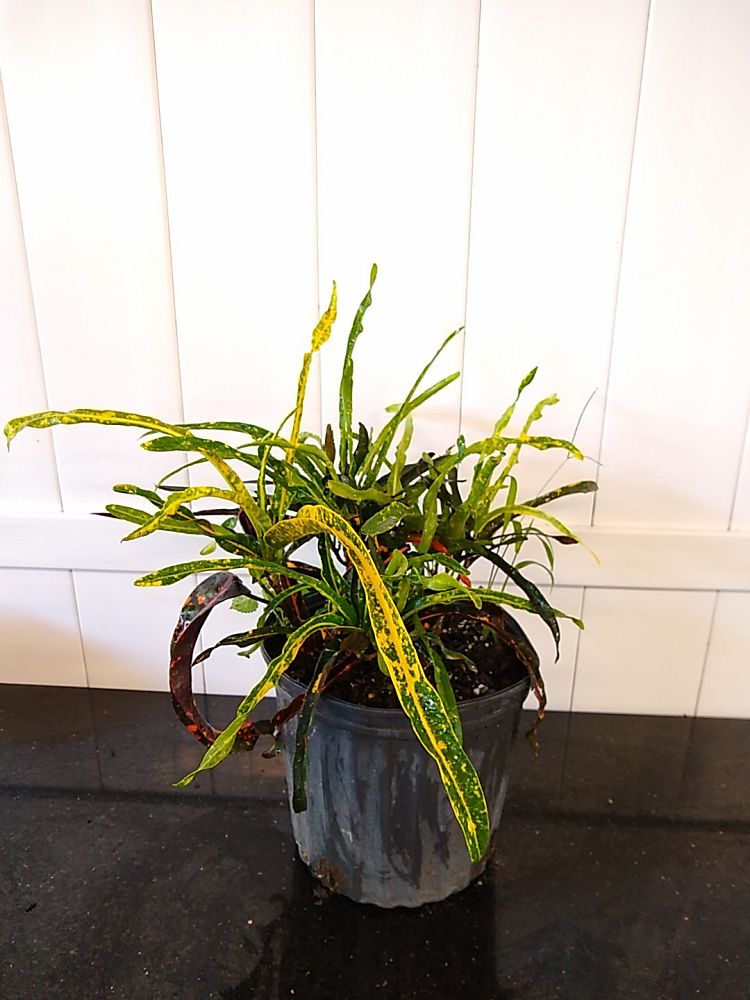 Codiaeum variegatum ‘Dreadlocks’, Croton | PlantVine