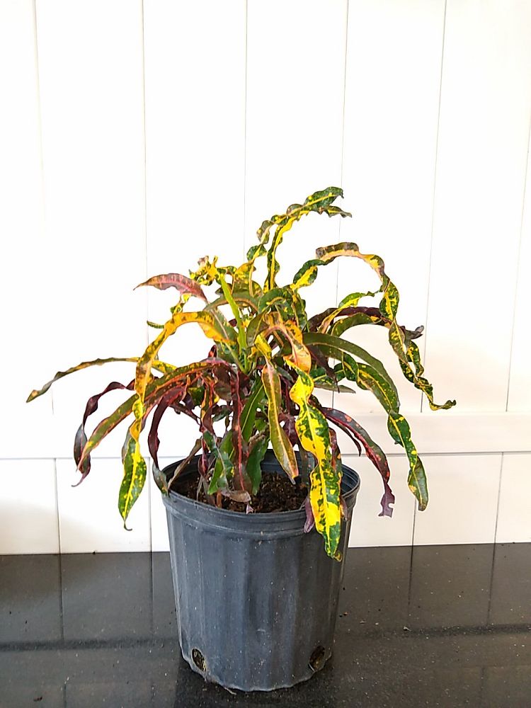Codiaeum variegatum ‘Dreadlocks’, Croton | PlantVine