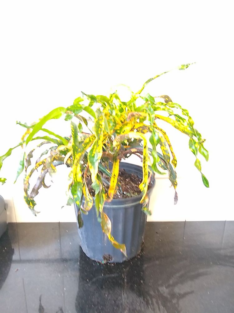 Codiaeum variegatum ‘Dreadlocks’, Croton | PlantVine