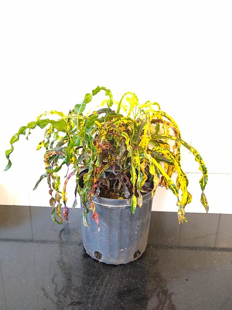 Codiaeum variegatum ‘Dreadlocks’, Croton | PlantVine