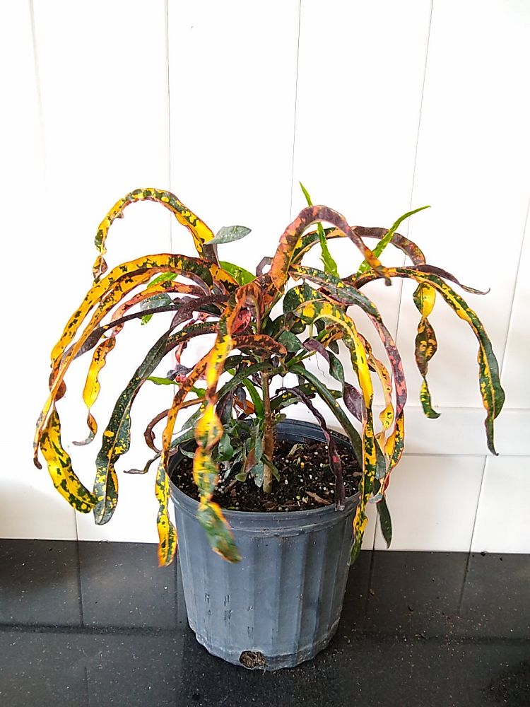 Codiaeum variegatum ‘Dreadlocks’, Croton | PlantVine