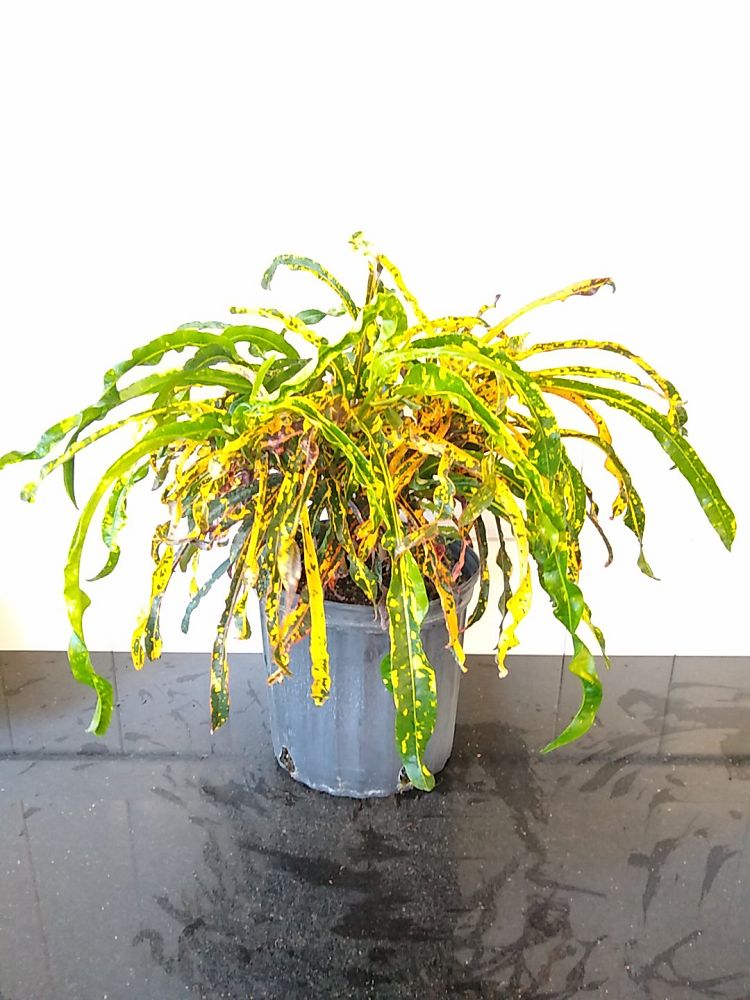 Codiaeum variegatum ‘Dreadlocks’, Croton | PlantVine