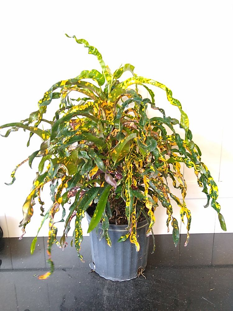 Codiaeum variegatum ‘Dreadlocks’, Croton | PlantVine