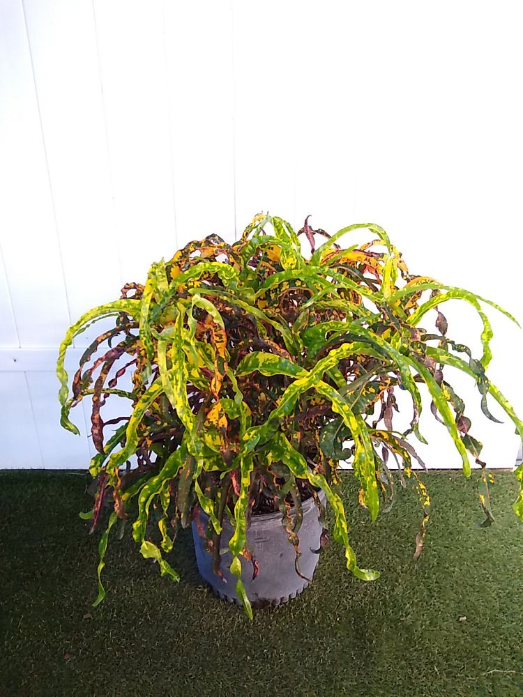 Codiaeum variegatum ‘Dreadlocks’, Croton | PlantVine