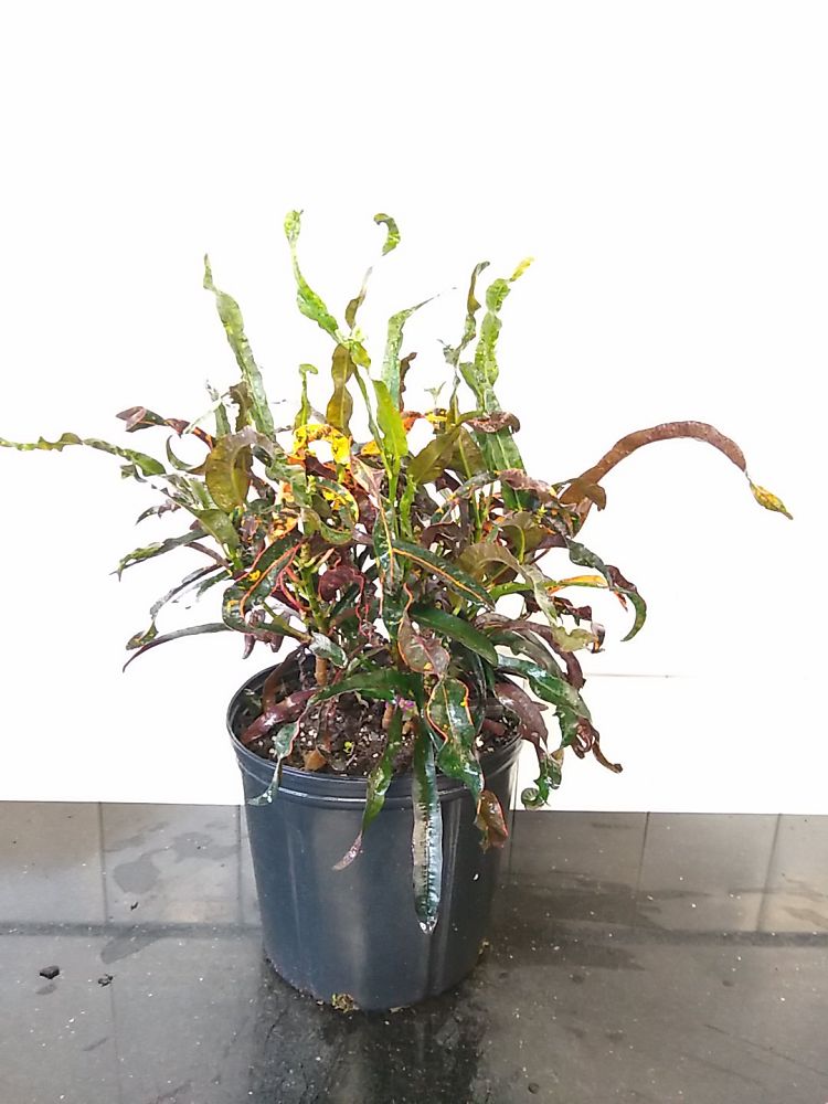Codiaeum variegatum ‘Dreadlocks’, Croton | PlantVine