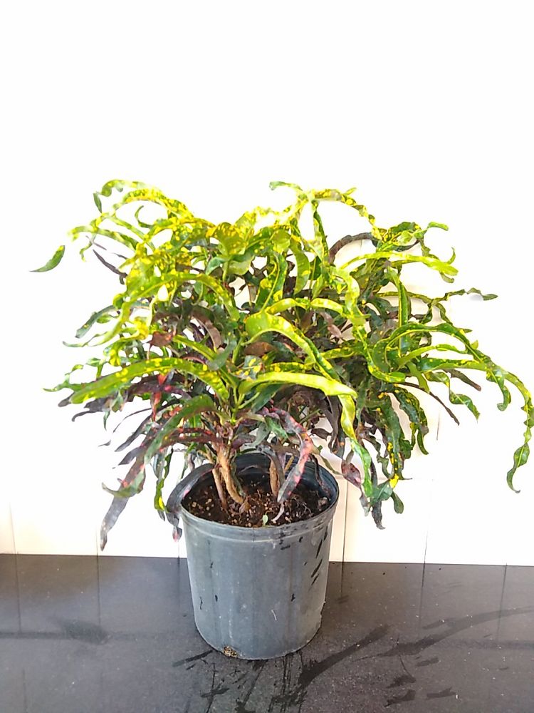 Codiaeum variegatum ‘Dreadlocks’, Croton | PlantVine