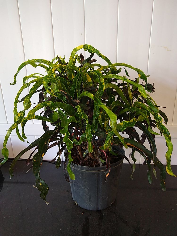 Codiaeum variegatum ‘Dreadlocks’, Croton | PlantVine