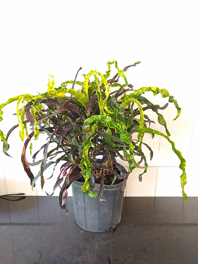 Codiaeum variegatum ‘Dreadlocks’, Croton | PlantVine