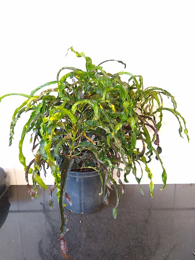 Codiaeum variegatum ‘Dreadlocks’, Croton | PlantVine