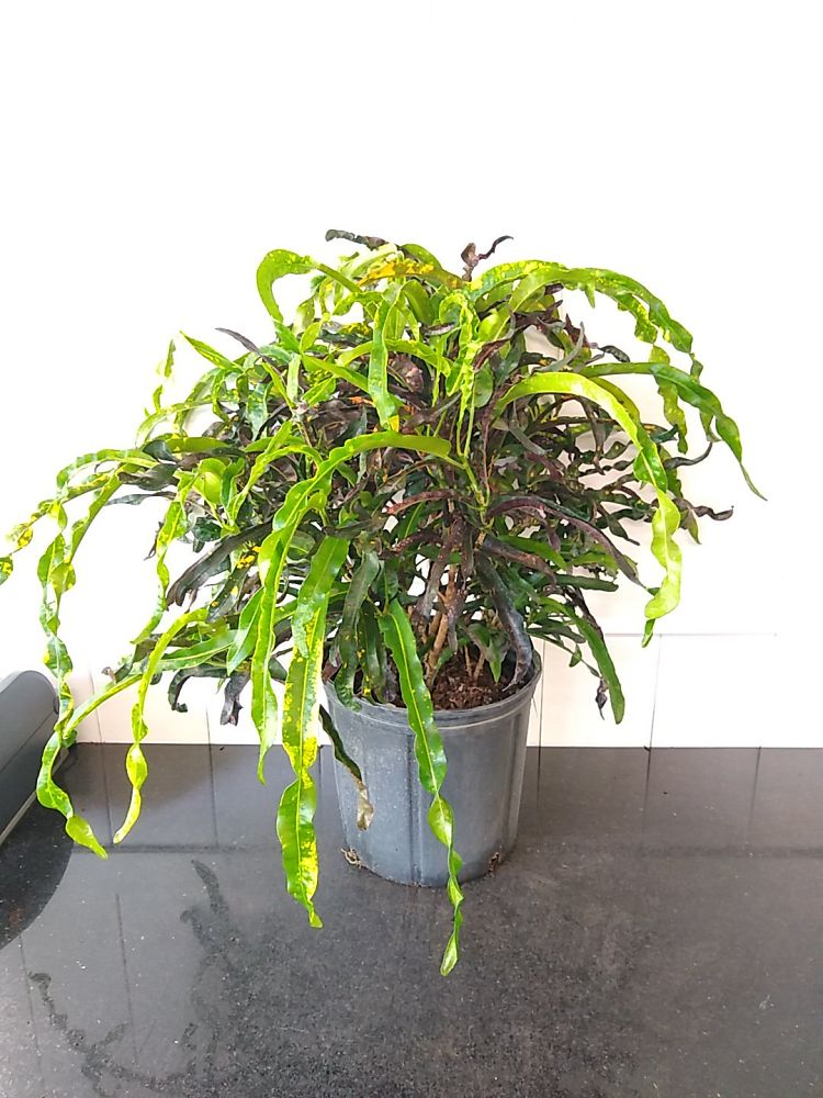 Codiaeum variegatum ‘Dreadlocks’, Croton | PlantVine