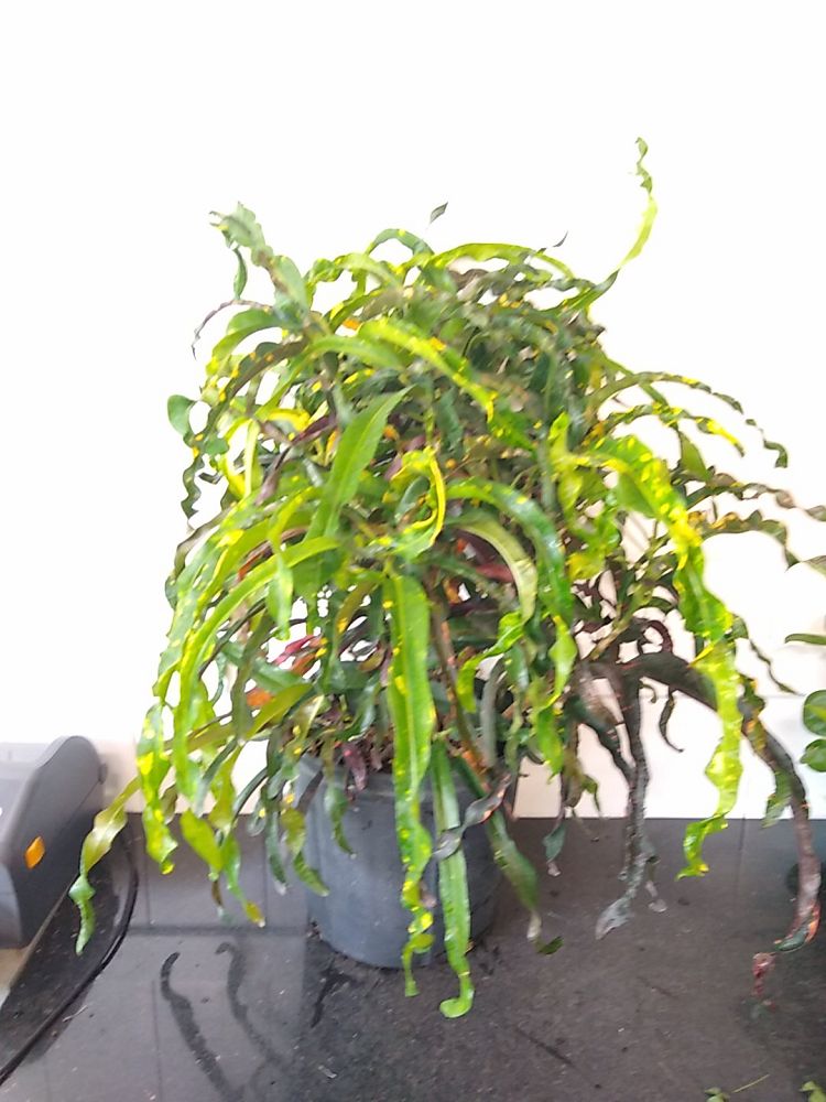 Codiaeum variegatum ‘Dreadlocks’, Croton | PlantVine