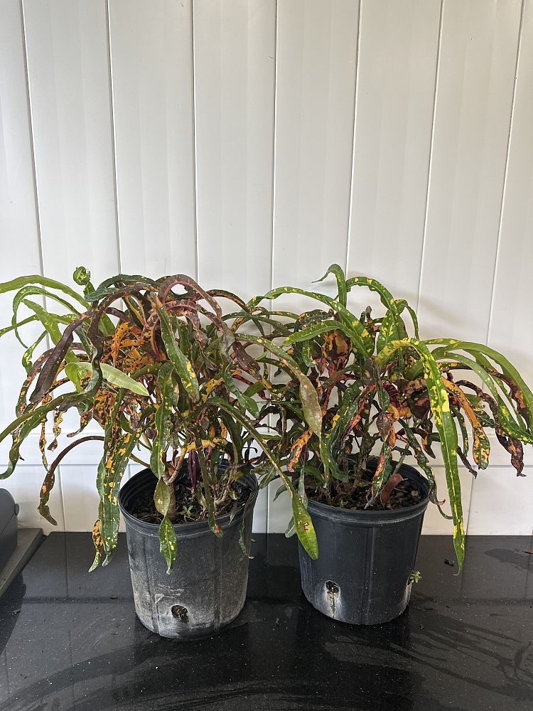 Croton ‘Dreadlocks’ | PlantVine