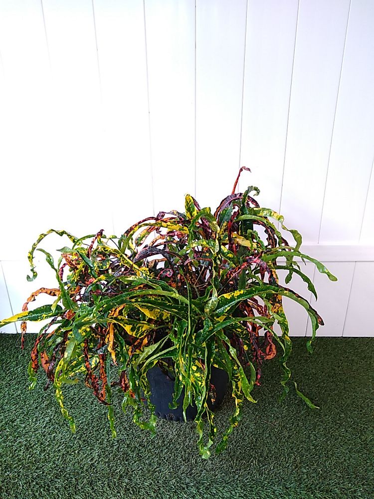 Croton ‘Dreadlocks’ | PlantVine