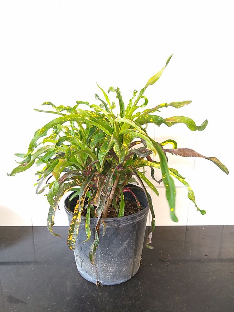 Croton ‘Dreadlocks’ | PlantVine