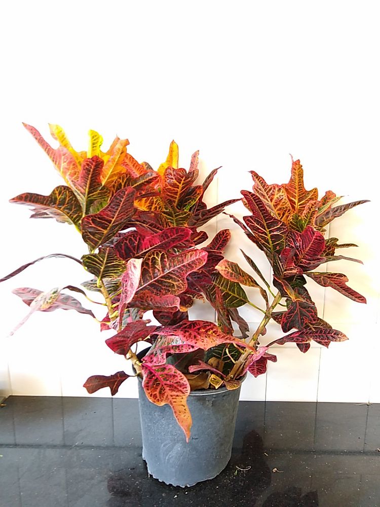 Codiaeum variegatum ‘Excellent’, Croton | PlantVine