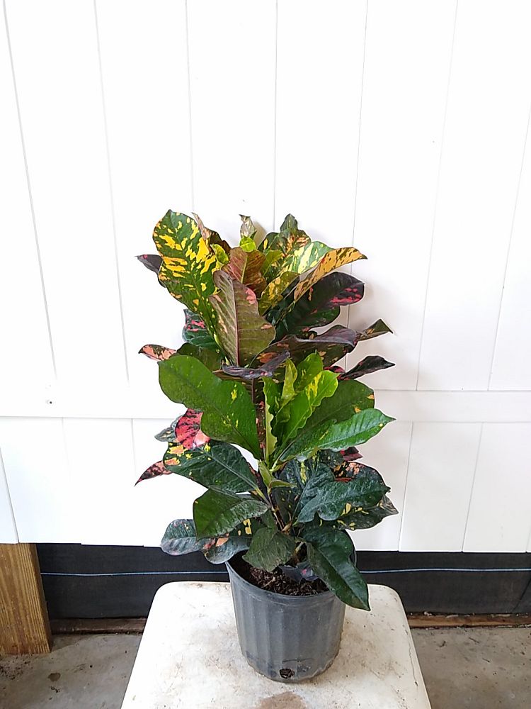 Codiaeum variegatum ‘Excellent’, Croton | PlantVine