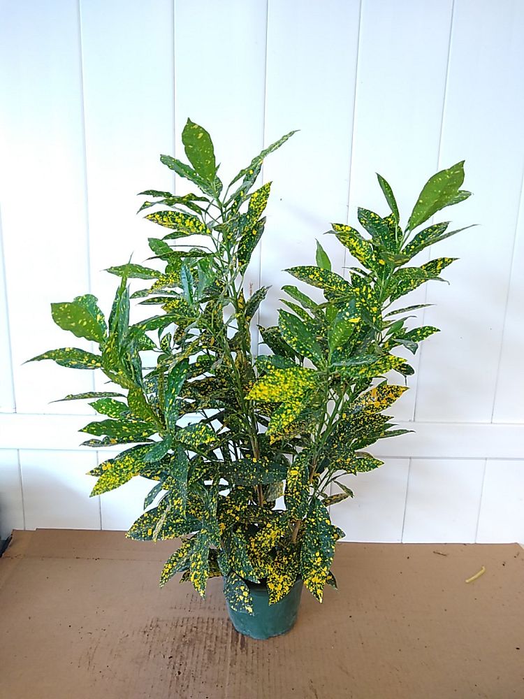 Codiaeum variegatum ‘Gold Dust’, Croton | PlantVine
