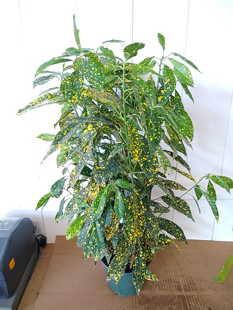 Codiaeum variegatum ‘Gold Dust’, Croton | PlantVine