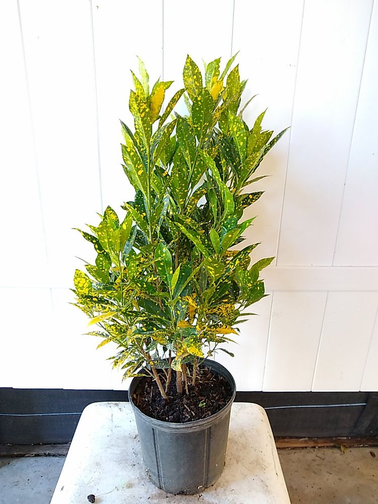 Codiaeum variegatum ‘Gold Dust’, Croton | PlantVine