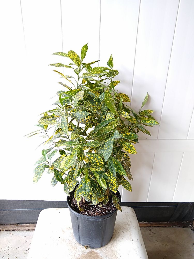 Codiaeum variegatum ‘Gold Dust’, Croton | PlantVine