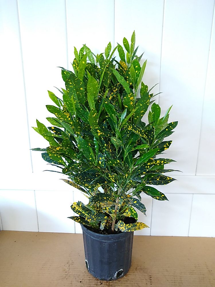 Codiaeum variegatum ‘Gold Dust’, Croton | PlantVine