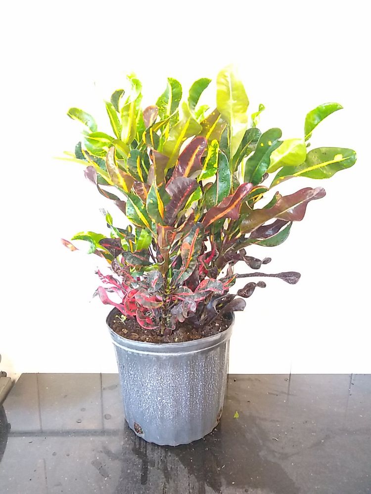 Croton ‘Mammey’ | PlantVine