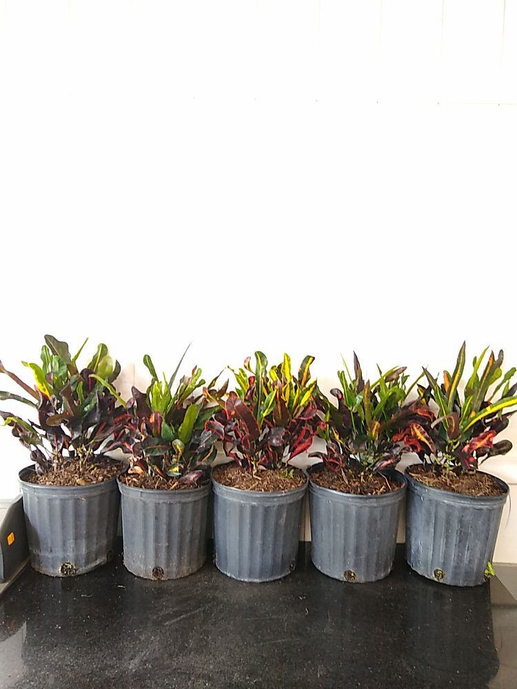 Croton ‘Mammey’ | PlantVine