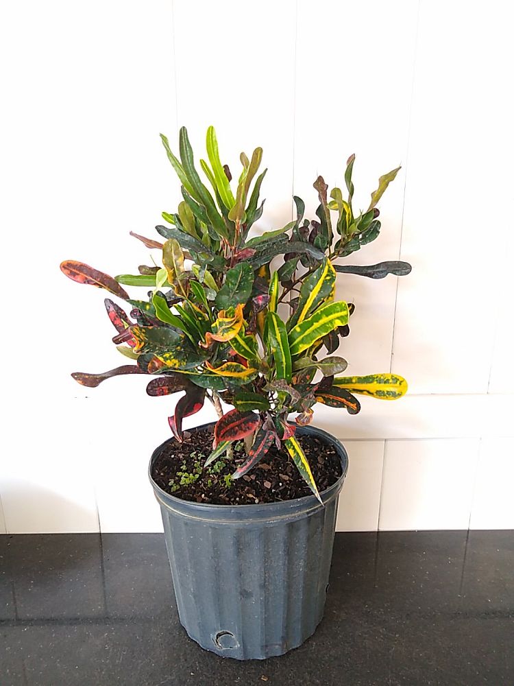 Croton ‘Mammey’ | PlantVine
