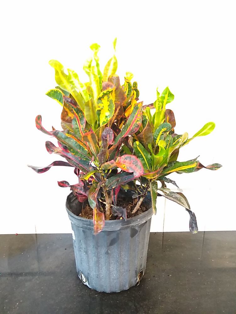 Croton ‘Mammey’ | PlantVine