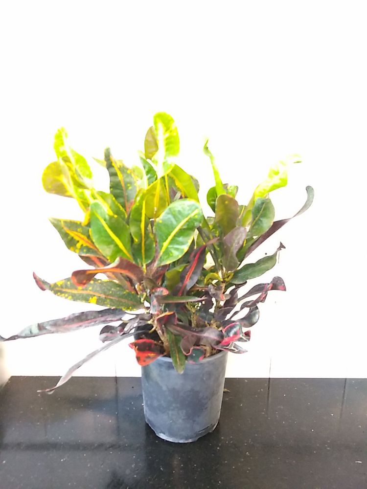 Croton ‘Mammey’ | PlantVine