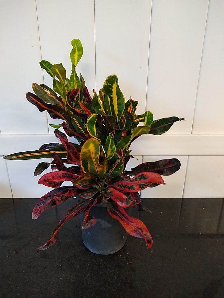 Croton ‘Mammey’ | PlantVine