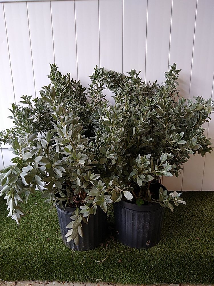 Conocarpus erectus ‘Sericeus’, Silver Buttonwood | PlantVine