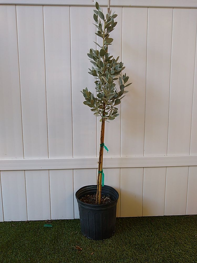 Conocarpus erectus ‘Sericeus’, Silver Buttonwood | PlantVine