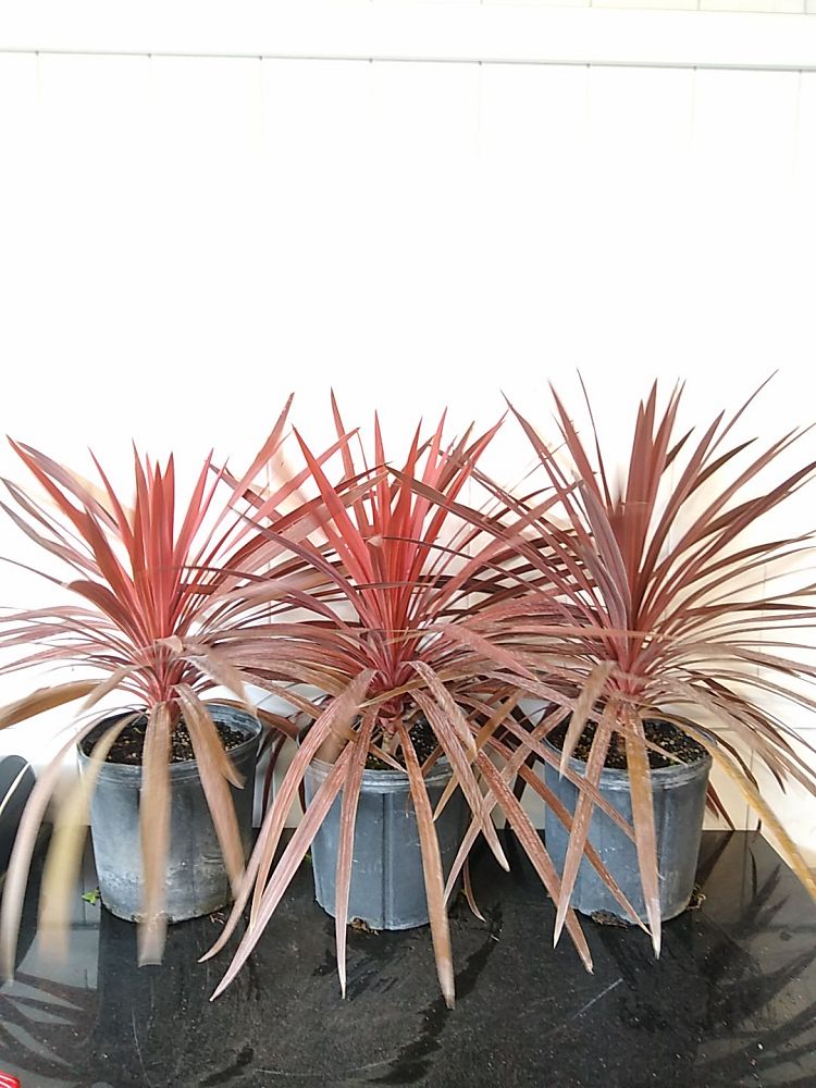 Cordyline australis ‘Red Star’, Cabbage Tree | PlantVine