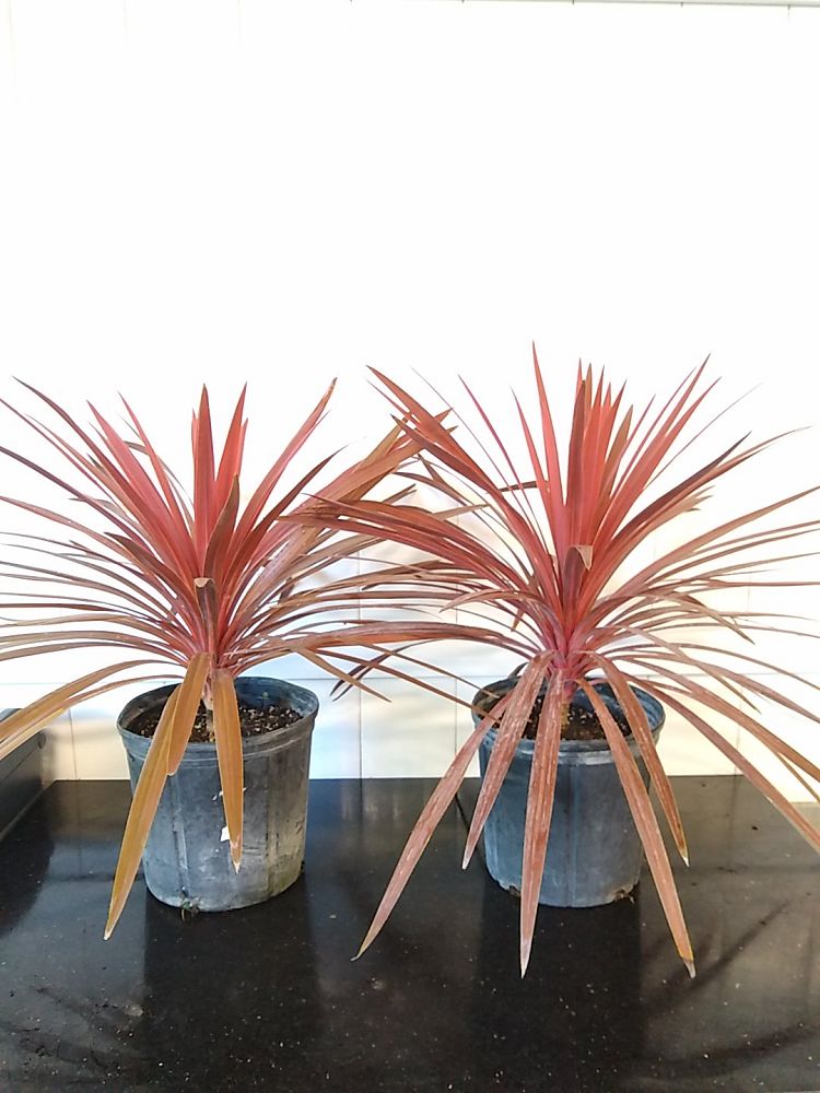Cordyline australis ‘Red Star’, Cabbage Tree | PlantVine