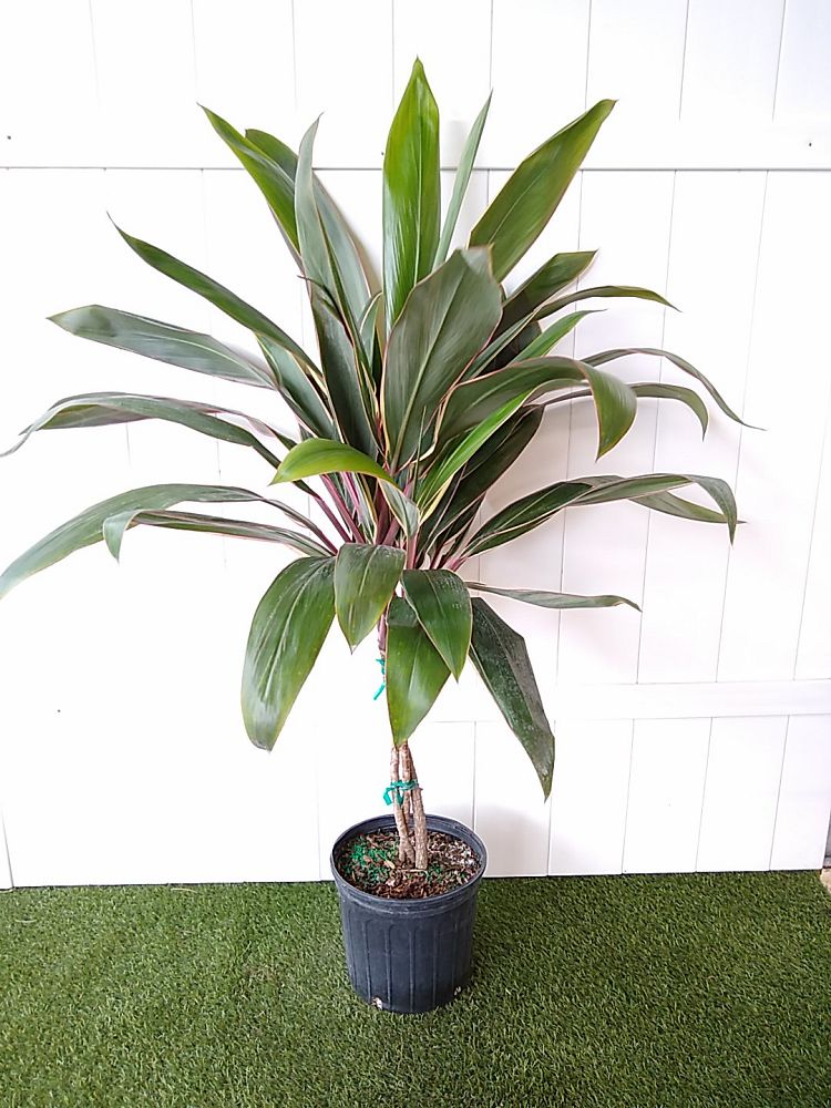 Cordyline fruticosa ‘Pink Diamond’, Ti Plant | PlantVine