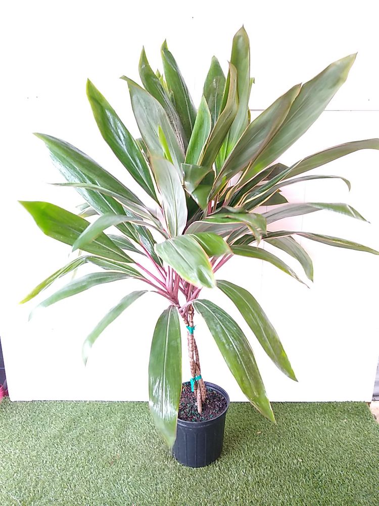 Cordyline fruticosa ‘Pink Diamond’, Ti Plant | PlantVine